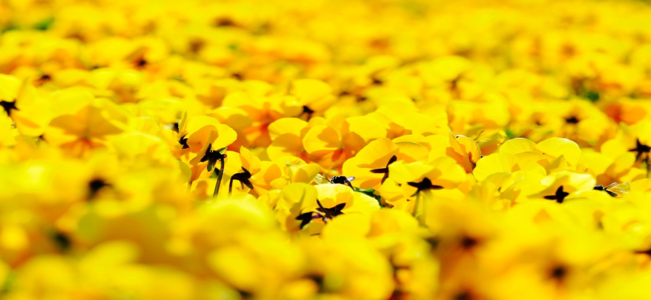 Suzuriでのグッズ販売に関するお問い合わせに関して – open.Yellow.os Development Team